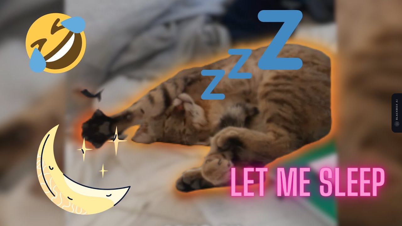Funny Cat refuse to Wake Up!😸:Adorable Cat's Hilarious Morning Struggle ...