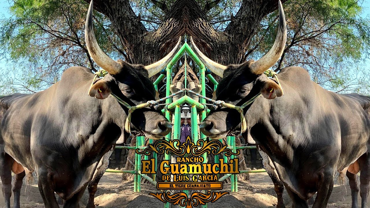 TOROS MEXICANOS QUE PORTE TAN CHINGON /// RANCHO EL GUAMÚCHIL EN ...
