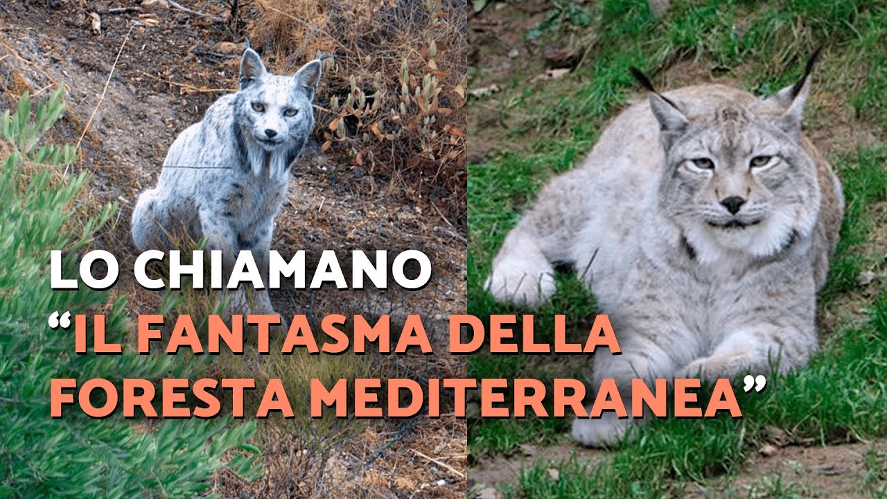 LINCE IBERICA BIANCA: il misterioso FELINO trovato in Spagna 🐺🤍 | Tutto ...