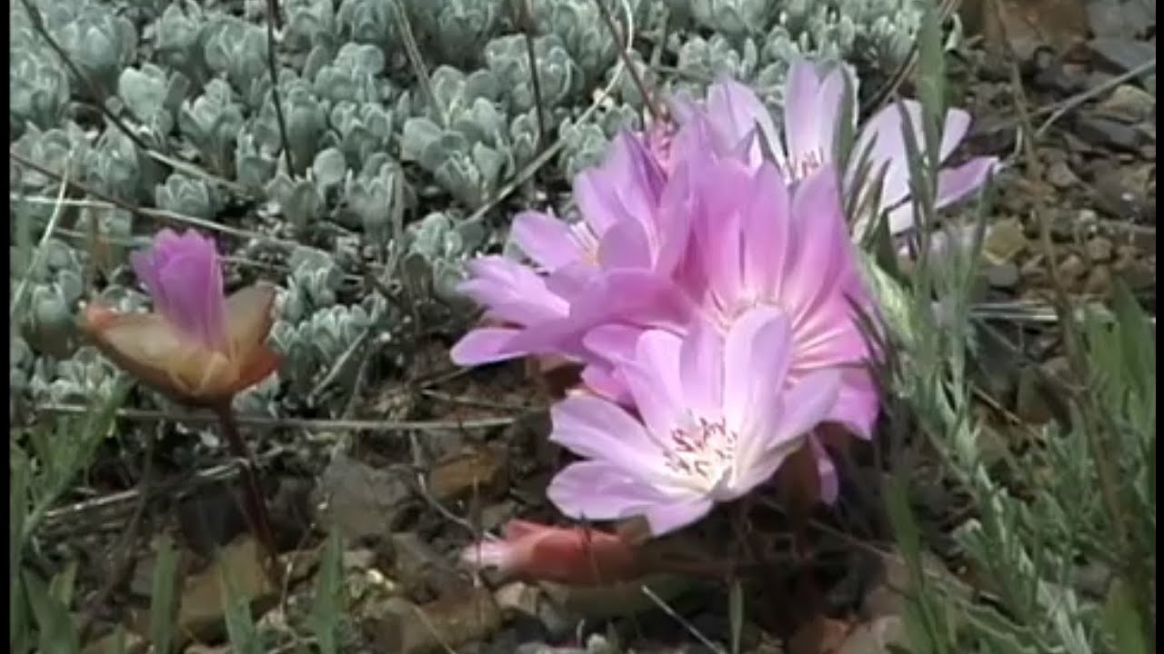 Bitterroot Flower Facts | Best Flower Site