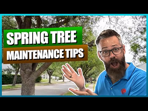 Spring Tree Maintenance Tips | Jacksonville & St Johns County Home Tips ...