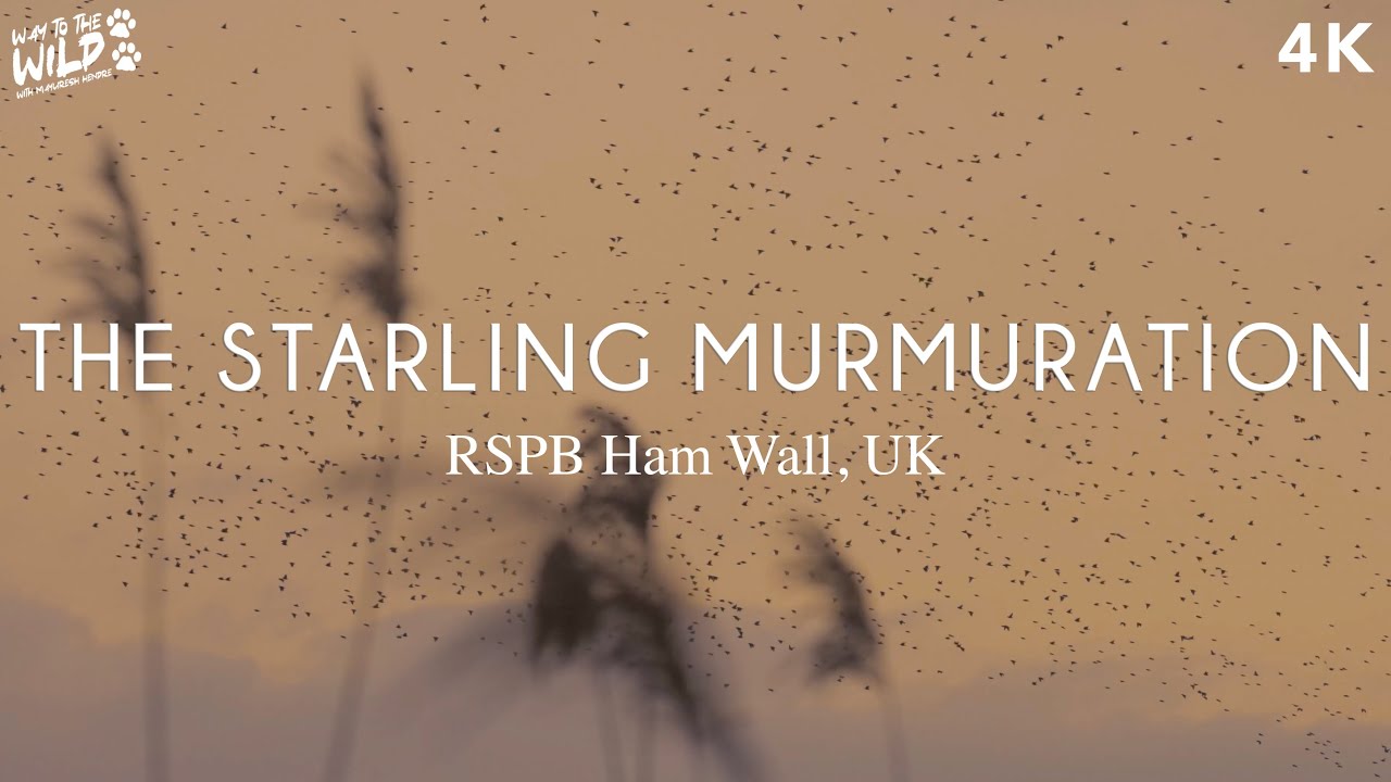 The Starling Murmuration at Ham Wall Vlog | Mayuresh Hendre | Way to ...