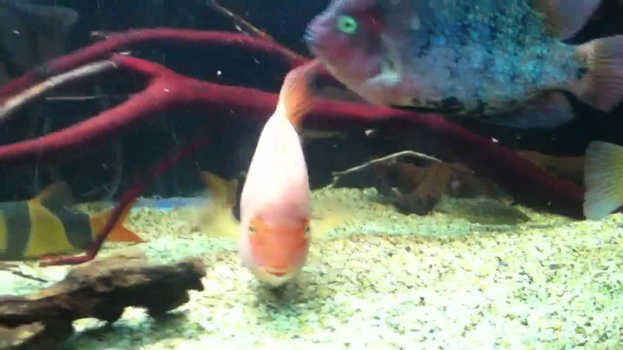 King Kong Parrot Fish part 2 - YouTube