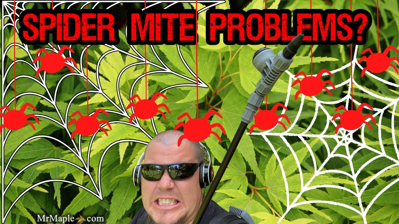 How To Treat Spider Mites On Your Japanese Maple - YouTube