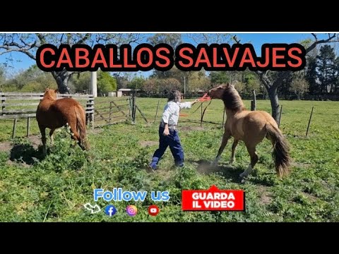 COMO AMANSAR UNA POTRANCA CHUCARA CONVIRTIÉNDONOS EN LIDERES ...