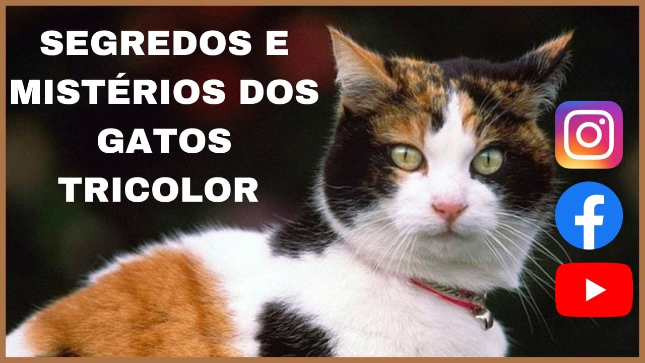 Gatos Tricolor são raros e tem muitos segredos e mistérios sobre eles ...