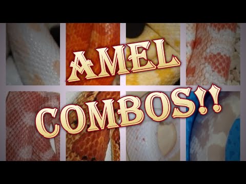 AMEL combinations! With photos - Timestamps in description