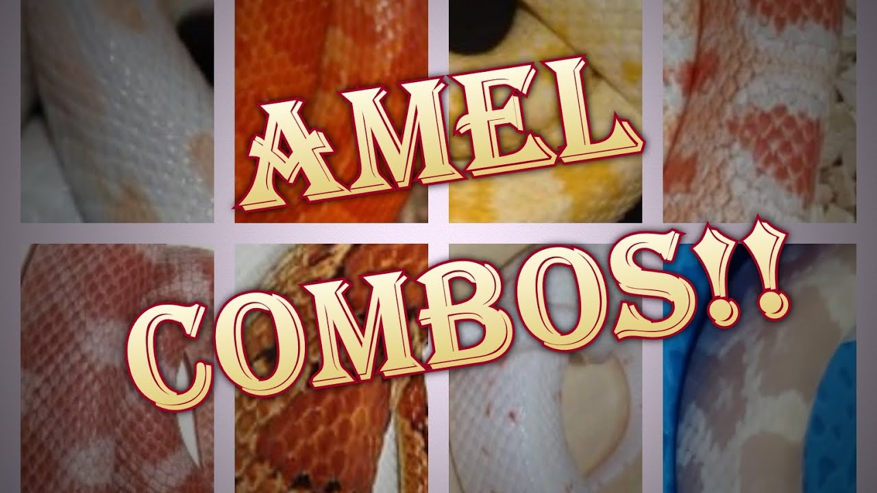 AMEL combinations! With photos - Timestamps in description - YouTube