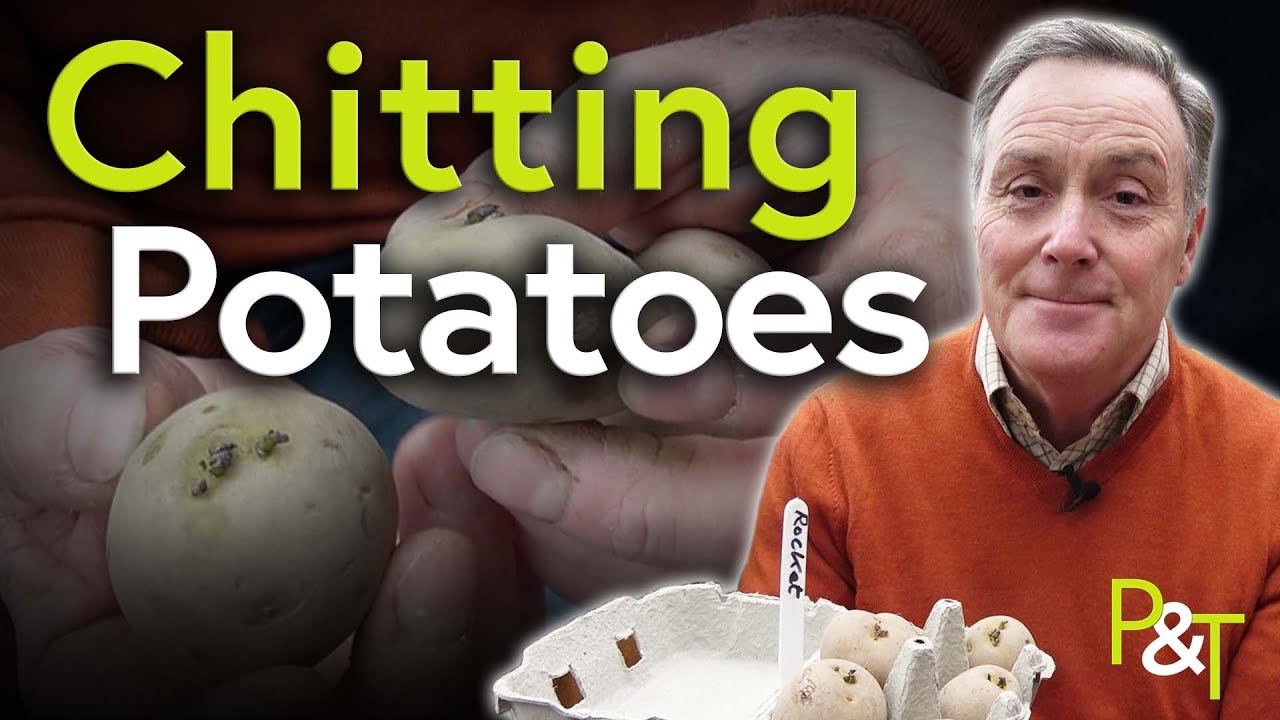 How to Start Potatoes Growing (Chitting Potatoes) - Pots & Trowels ...