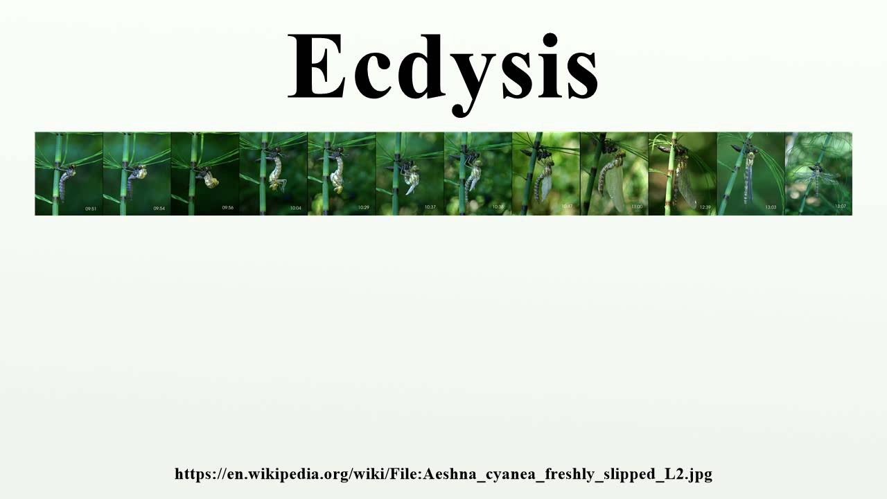 Ecdysis - YouTube