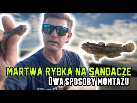 Przynęta na sandacze | Dwie metody montażu trupka |Zestaw pływający