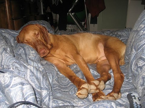 Freak Dog Slideshow - YouTube