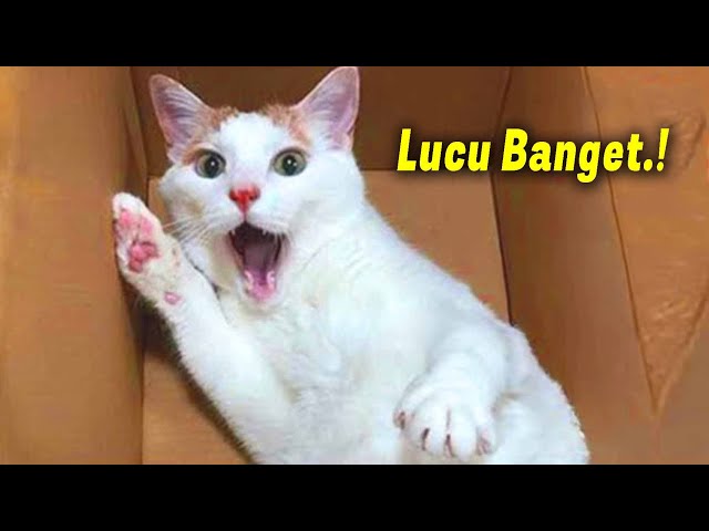 Foto Lucu Banget Memes