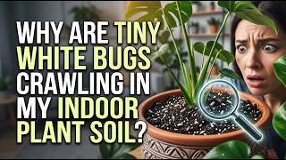 Why Are Tiny White Bugs Crawling in My Indoor Plant Soil?