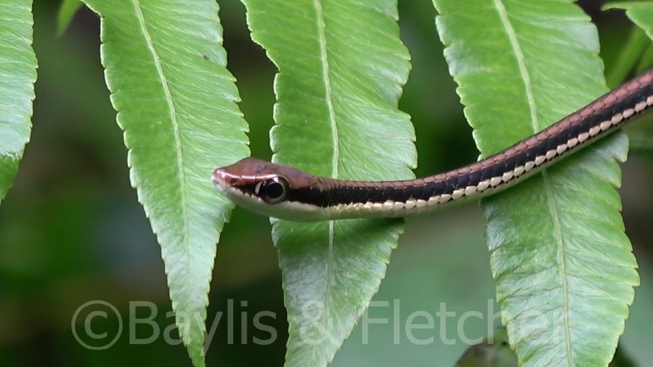 Striped Bronzeback (Dendrelaphis caudolineatus), Malaysia. 20171009 ...