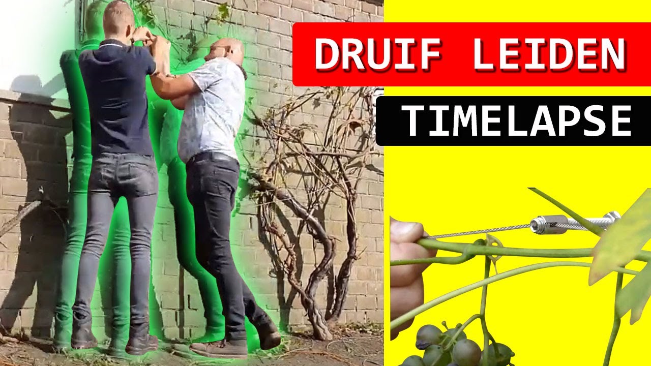 DRUIF LEIDEN (timelapse) - YouTube