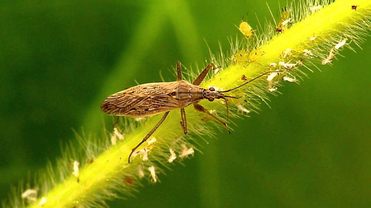 Damsel Bug