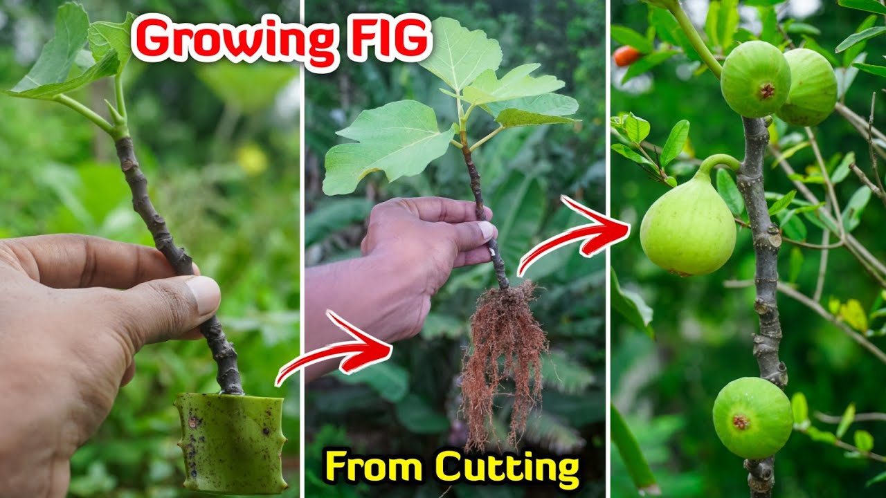 How to Grow Fig Tree From Cutting | How to Root Fig Cuttings | Anjeer ...