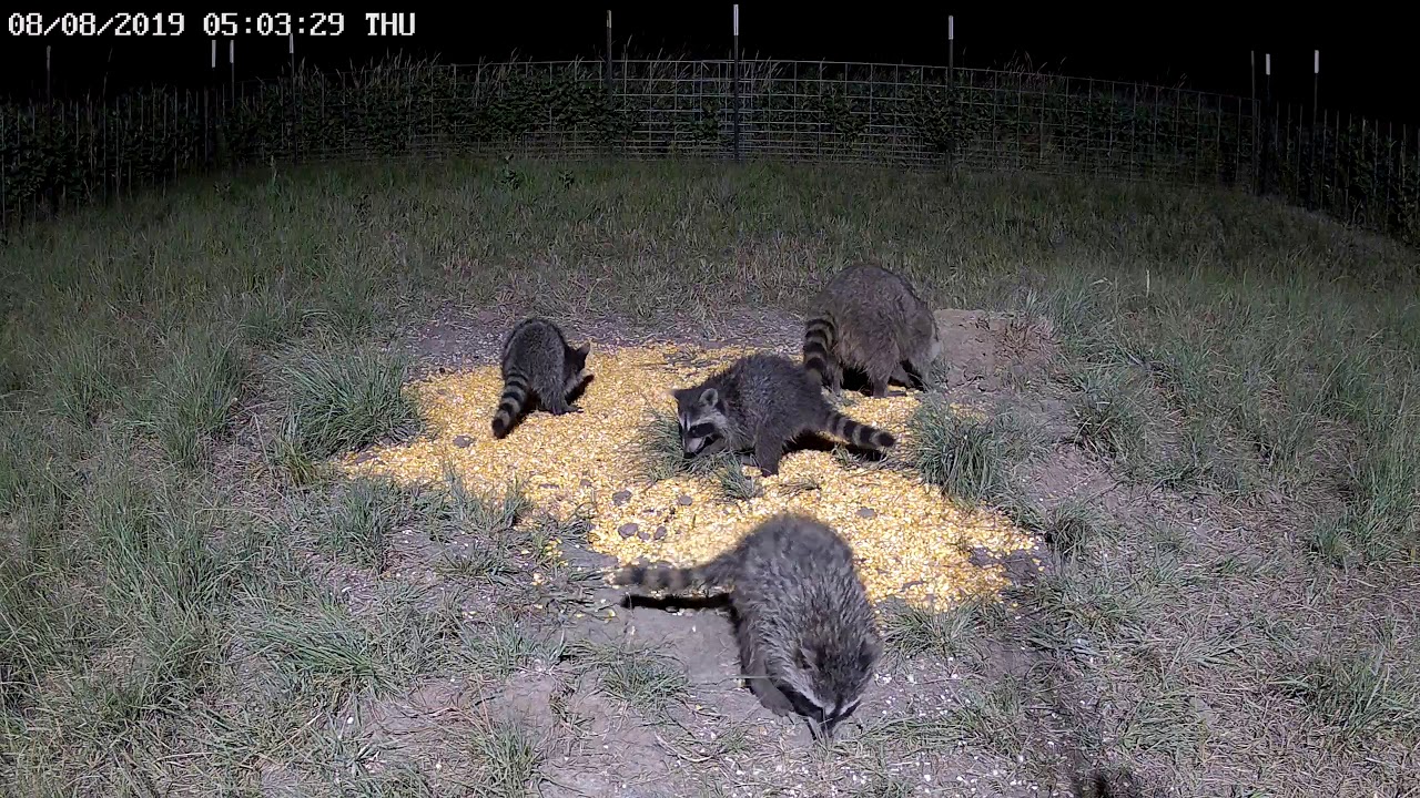 Raccoons On Camera 8-08-19 (Wildlife Pen 3) - YouTube