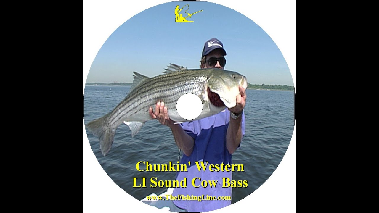 Long Island Sound Cow Striped Bass - YouTube