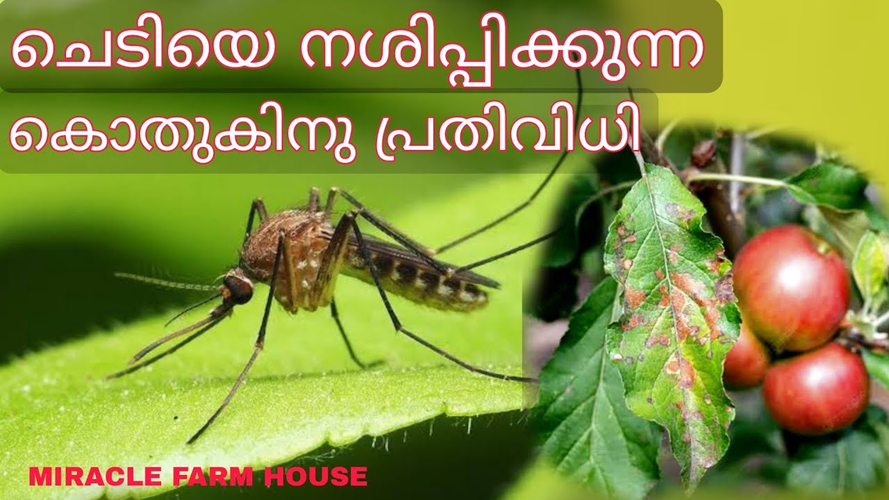 ചെടിയെ നശിപ്പിക്കുന്ന കൊതുകിനു പ്രതിവിധി/ Simple methods " MIRACLE FARM ...