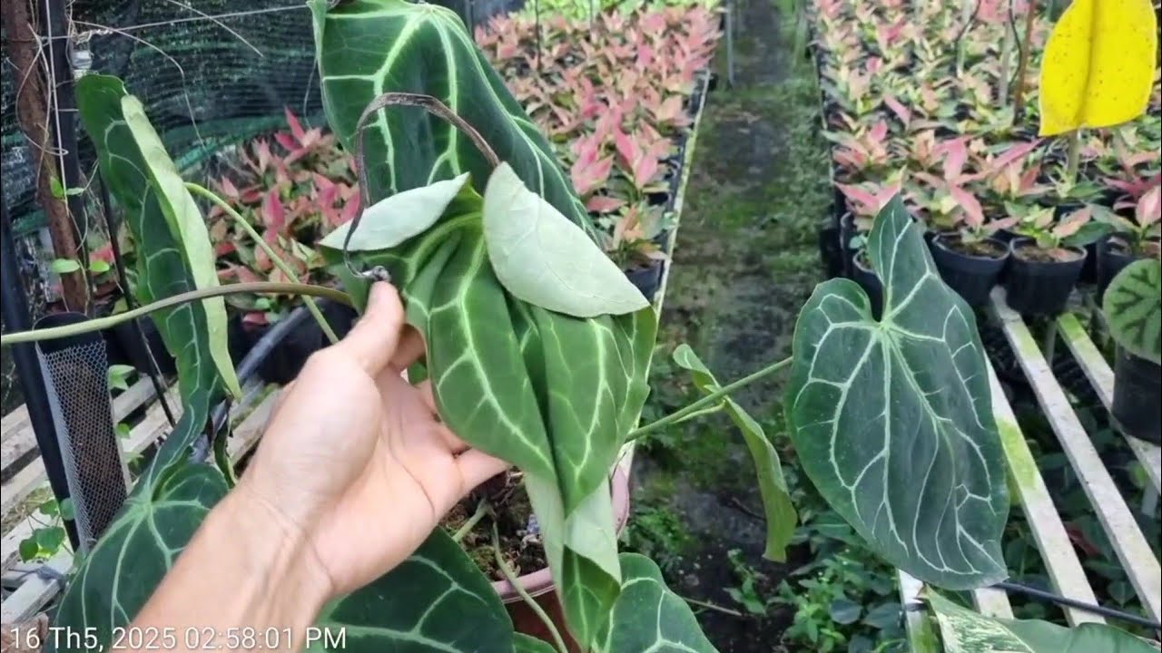 Anthurium Crystal bị héo lá do vị trí trồng không thích hợp? - YouTube