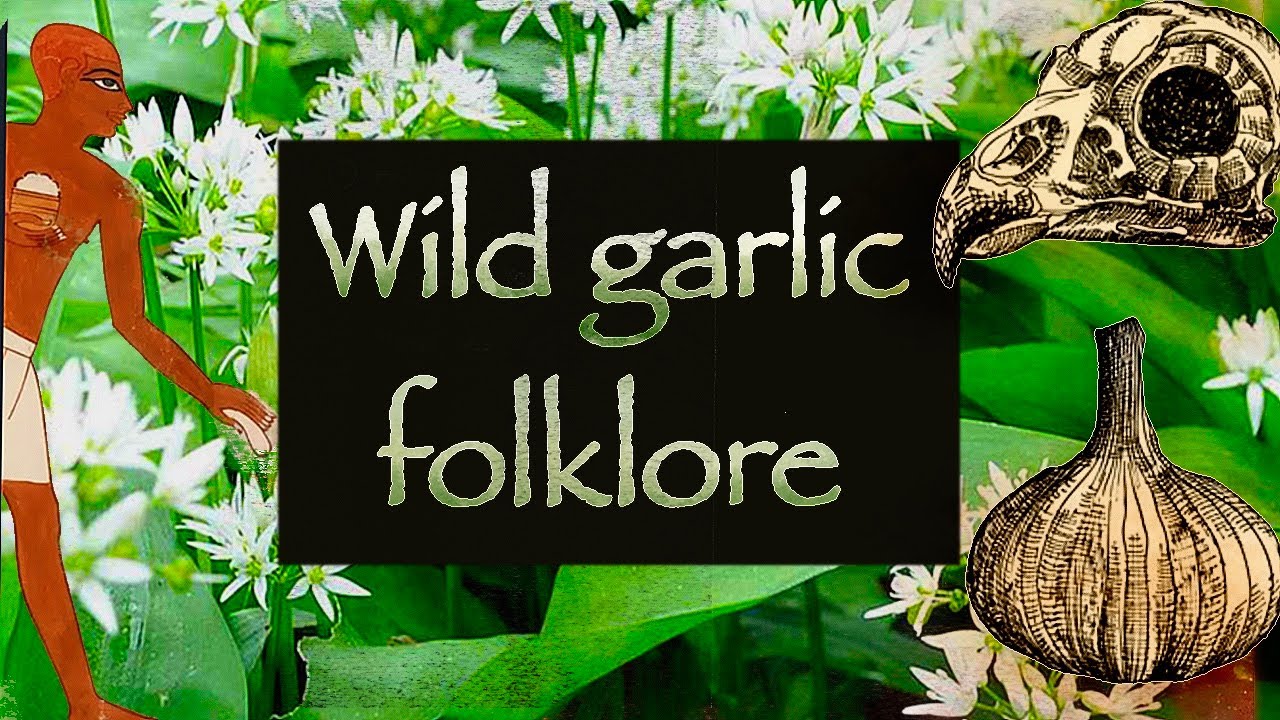 Wild Garlic: Folklore, Foraging, and Magic - YouTube