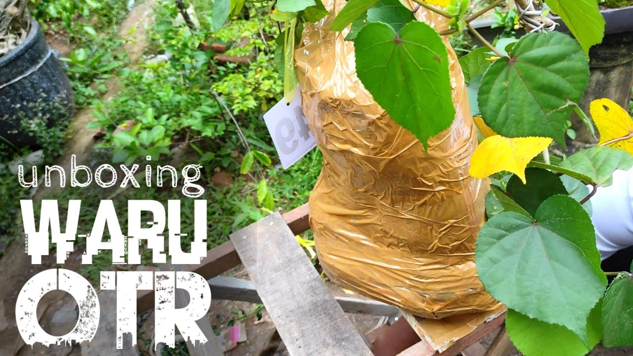 Dapat kiriman, bonsai waru India, on the rock - YouTube