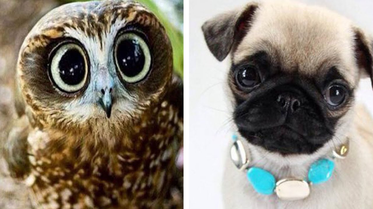 Super Cute Animals 💗 Funny And Cute Animal Videos Compilation 2020 😍 ...