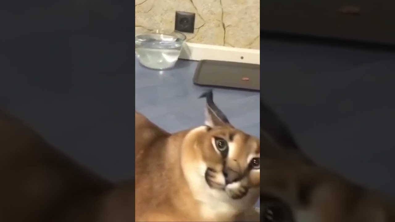 Floppa bites a hand then proceeds to hiss - YouTube