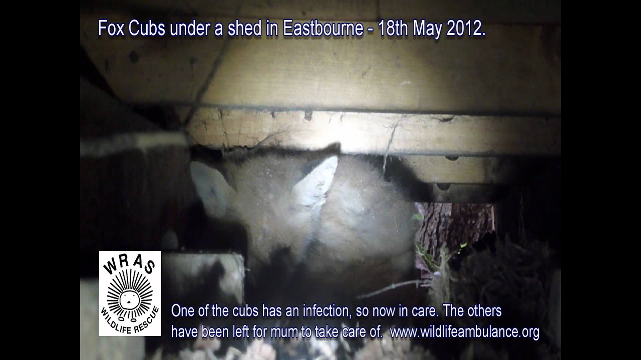 Fox Cubs under shed eastbourne 18th May 2012. - YouTube