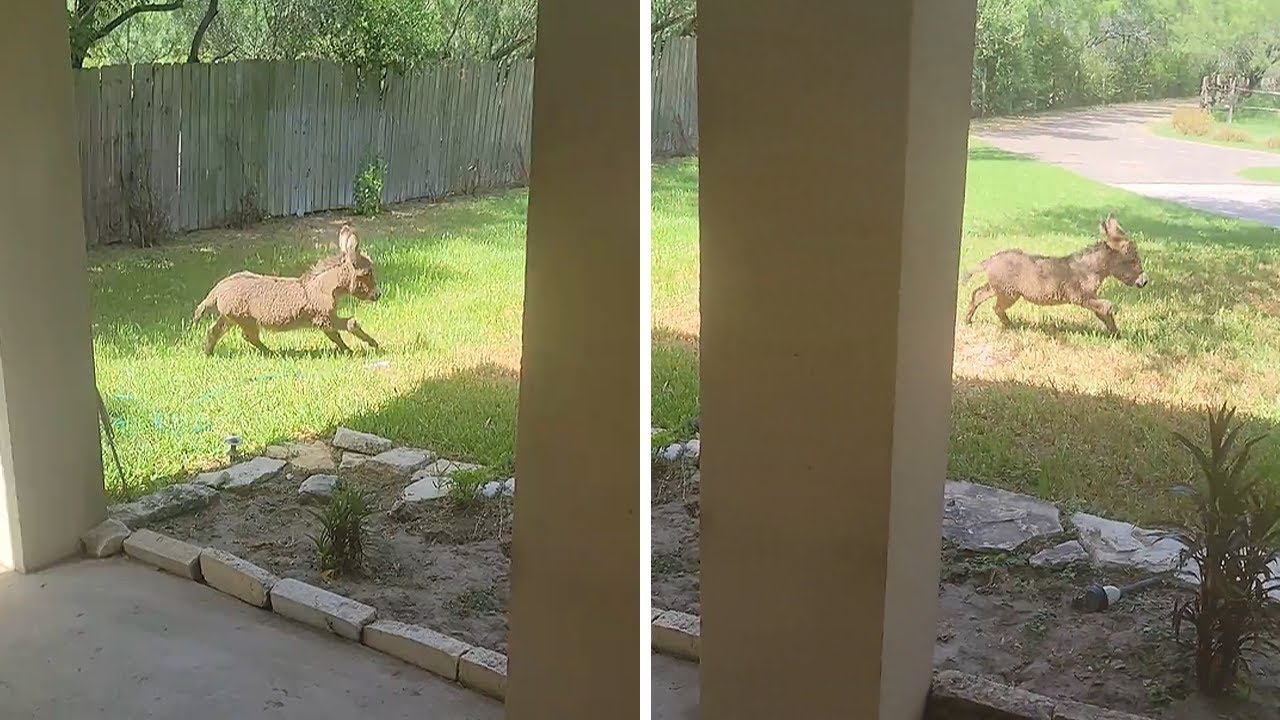 High-energy baby donkey can't stop running around the yard - YouTube