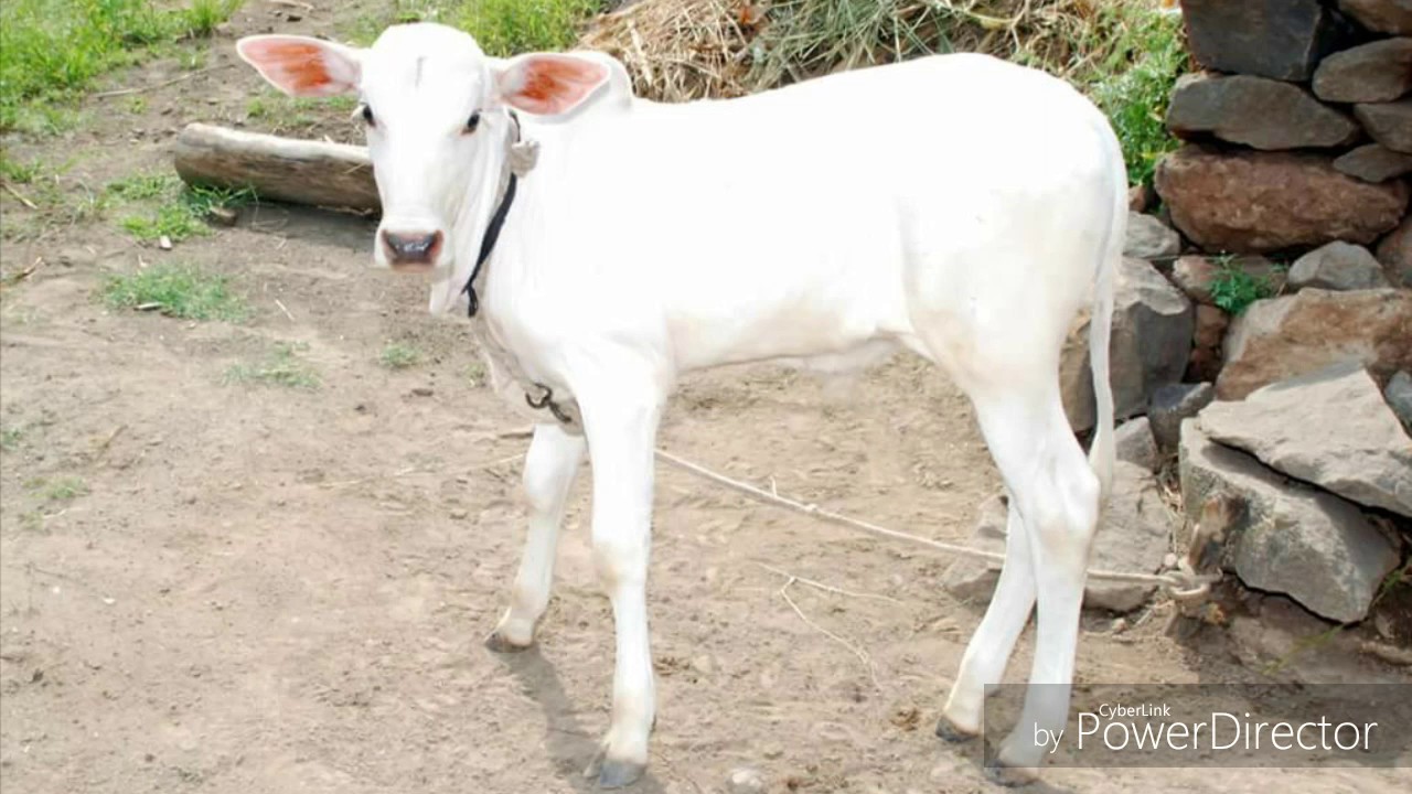 Khillari Bulls India - YouTube