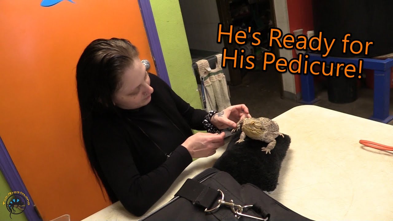 Let's Spy on TDI! -- A Pedicure for a Beardie, Trying to Make Jennii ...