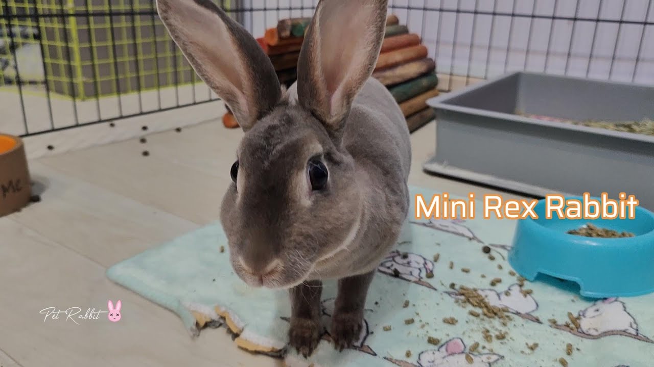 Cute Pet Rabbit - Mini Rex Bunny Rabbit Make Good Pets - YouTube
