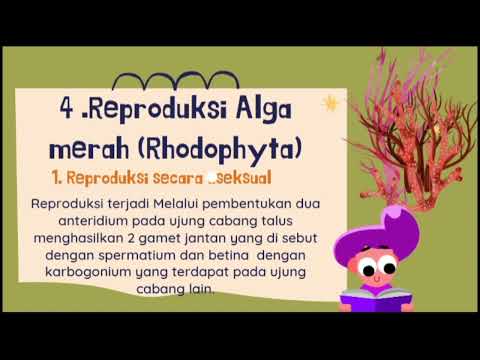 PEMBAHASAN ALGA MERAH(RHODOPHYTA) - YouTube