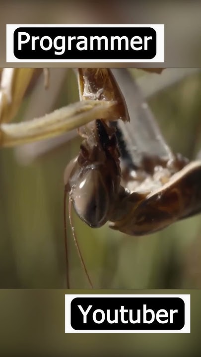 What kind of program should a newbie programmer write #soft #tech #programming - YouTube