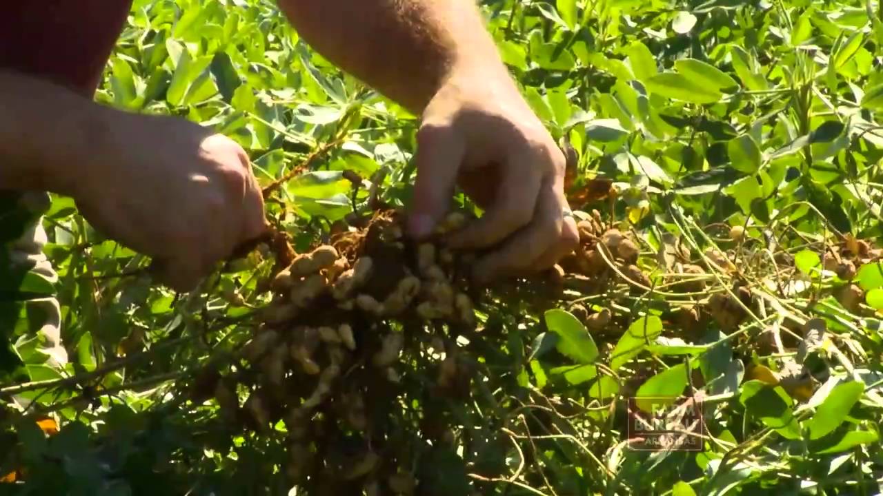 Arkansas Farm Bureau - Peanuts in Arkansas - YouTube