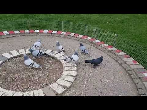 Antıraman ve teke uçan dumanlı iyi seyirler