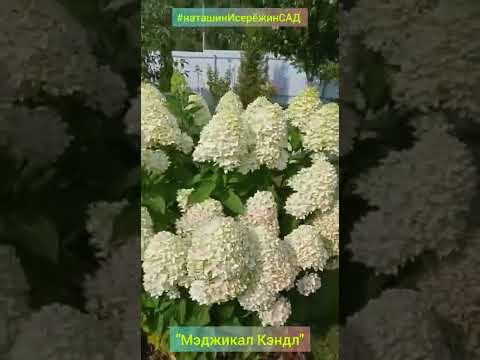 "Мэджикал Кэндл" Гортензия Метельчатая #наташинИсерёжинСАД - YouTube