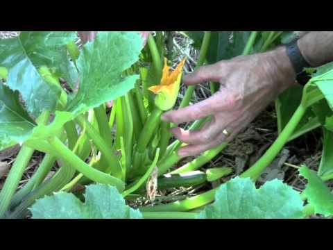 Hand Pollinating Vegetable Plants - YouTube