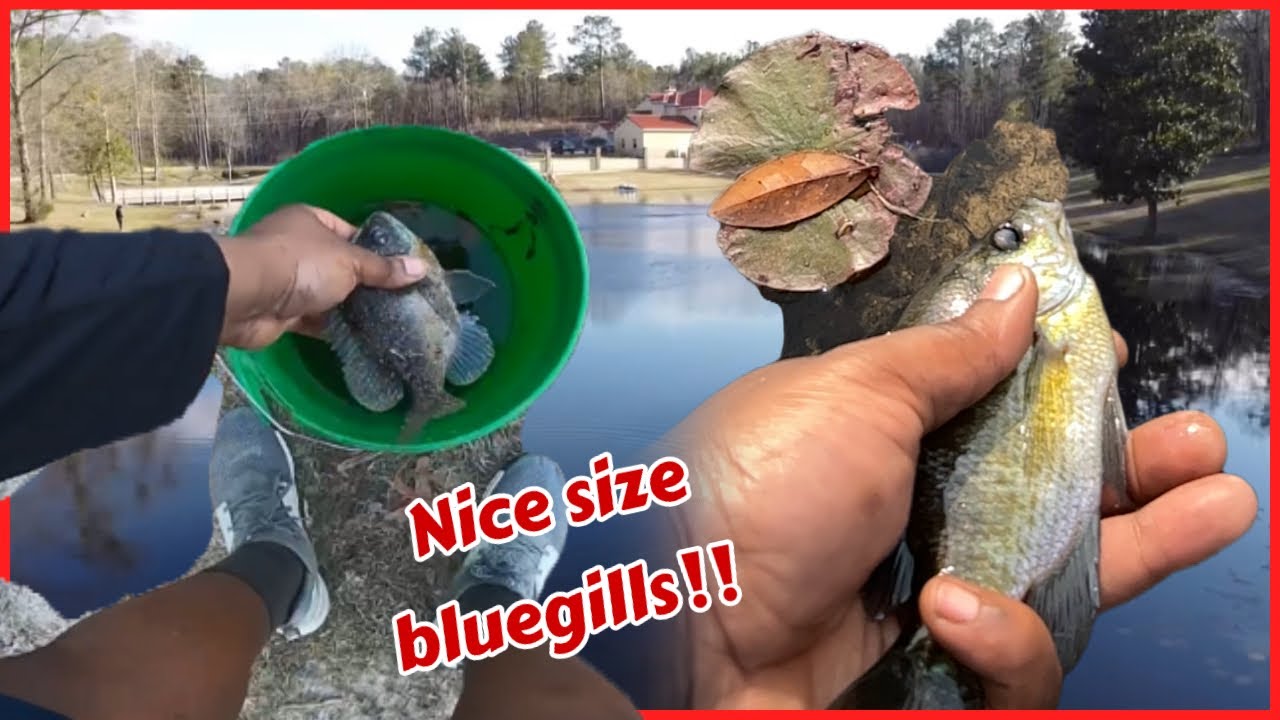 We Smoked Those Fish ! WE CAUGHT GIANT BLUEGILL AT PRIVATE AREA ...