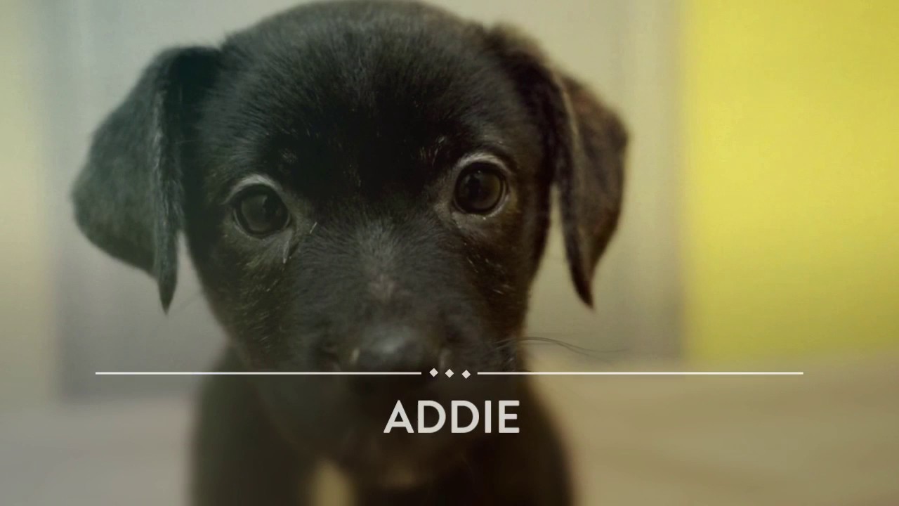 Addie - YouTube