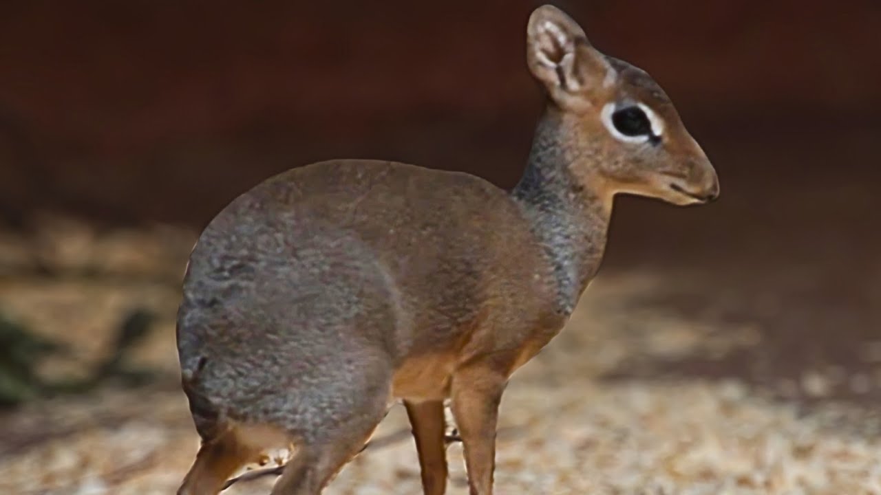A brief look at the beautiful little Kirk's dik dik - YouTube