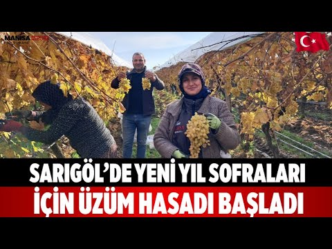Sarıgöl’de Yeni Yıl Sofraları İçin Üzüm Hasadı Başladı