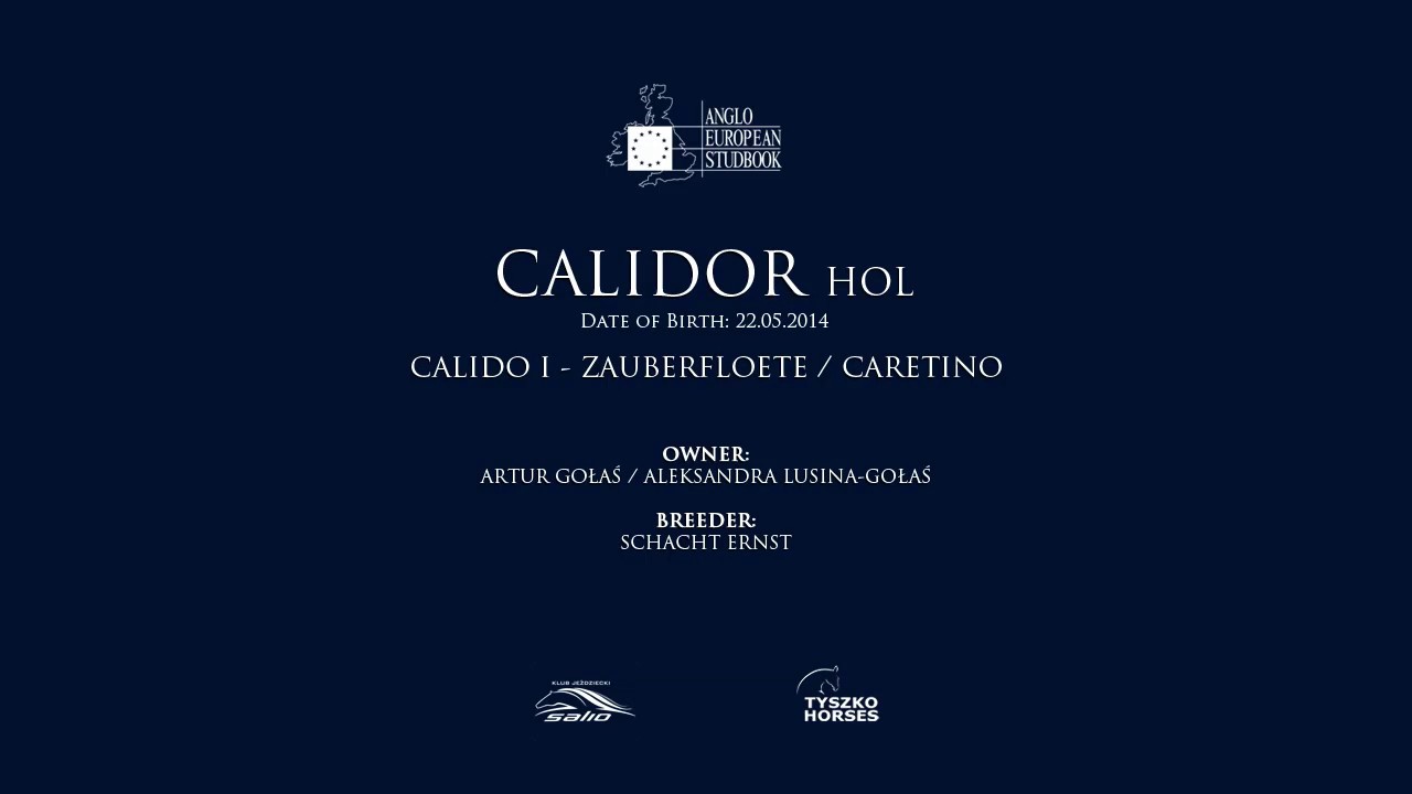 CALIDOR HOL (Calido I x Caretino) - AES Stallion Grading 2020 - YouTube