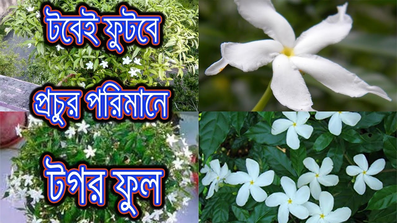 টগর ফুল গাছের সম্পূর্ণ পরিচর্যা / Complete care guide of tagar plant ...
