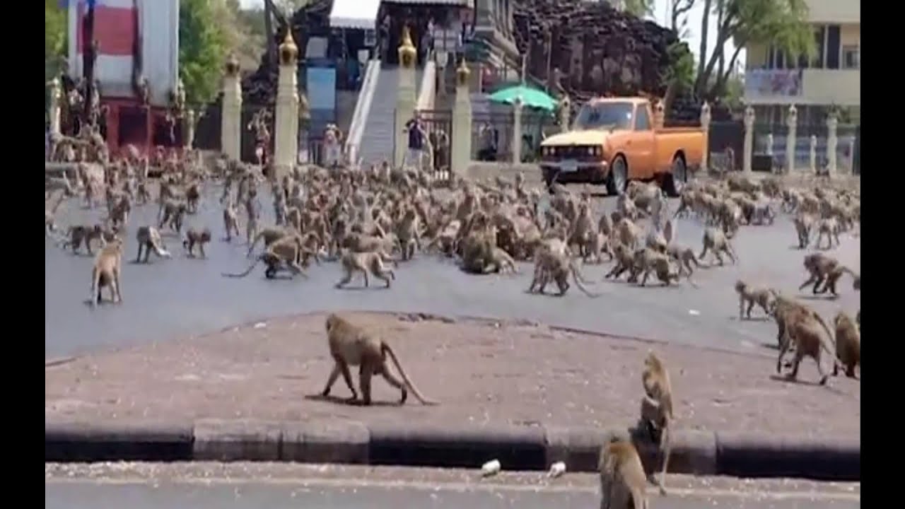 Planet Of The Apes! Hundreds Of Hungry Monkeys Swarm Across Thai Street ...