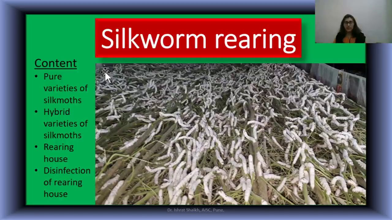 Silkworm Rearing House