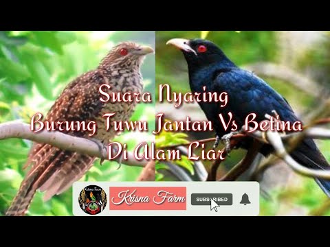 Suara Nyaring Burung Tuwu Jantan Vs Tuwu Betina Di Alam liar - YouTube